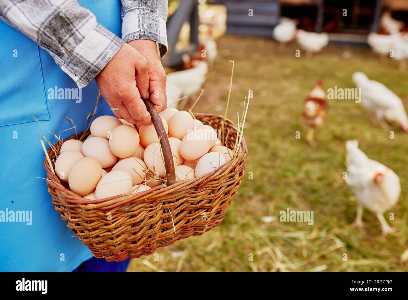 farmer holding goat with eggs in chicken eco farm, free range chicken ...