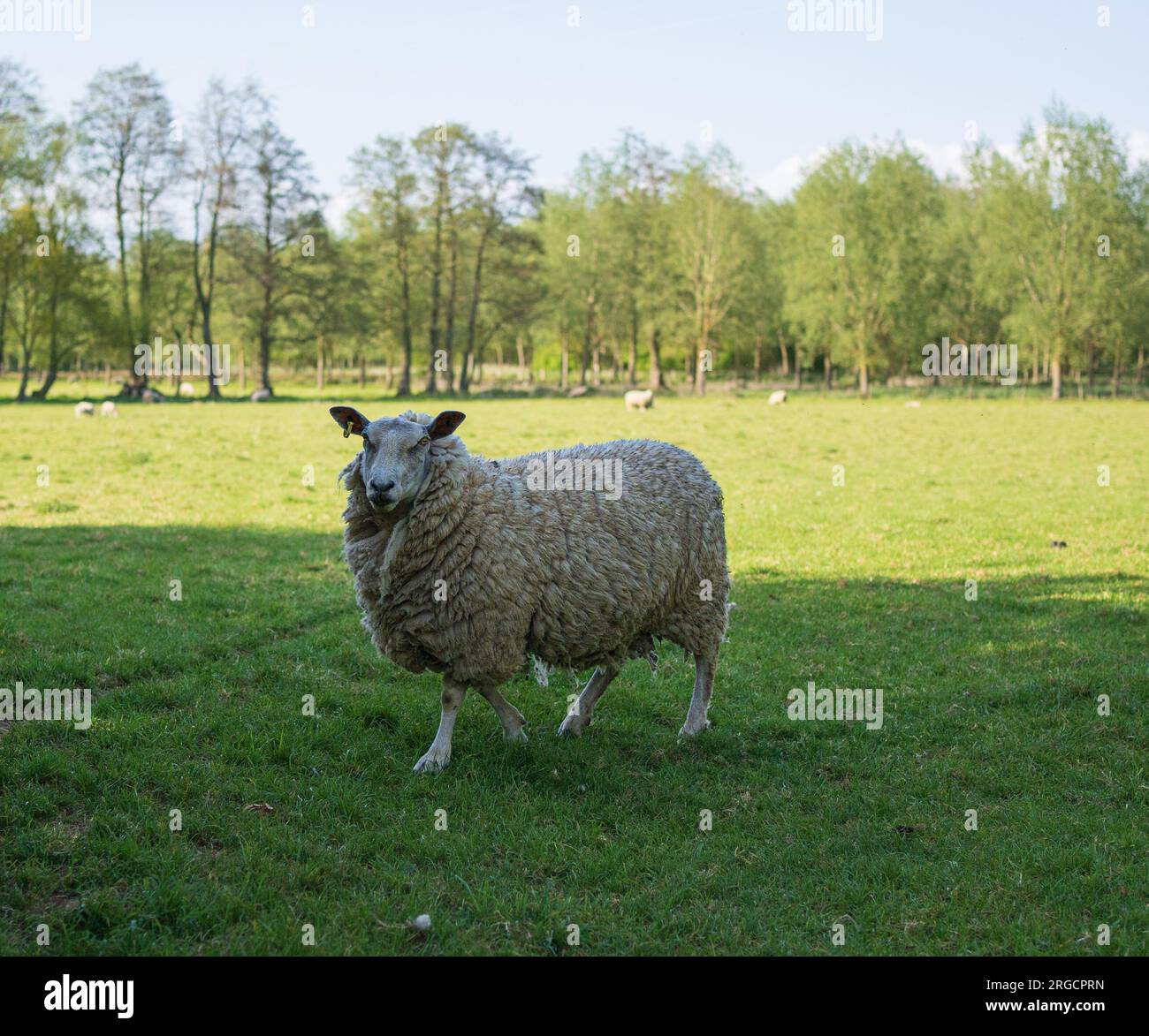 sheep in a field Stock Photo - Alamy