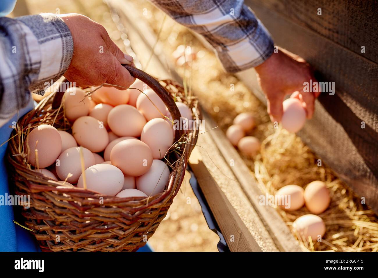 farmer collects eggs at eco poultry farm, free range chicken farm Stock ...