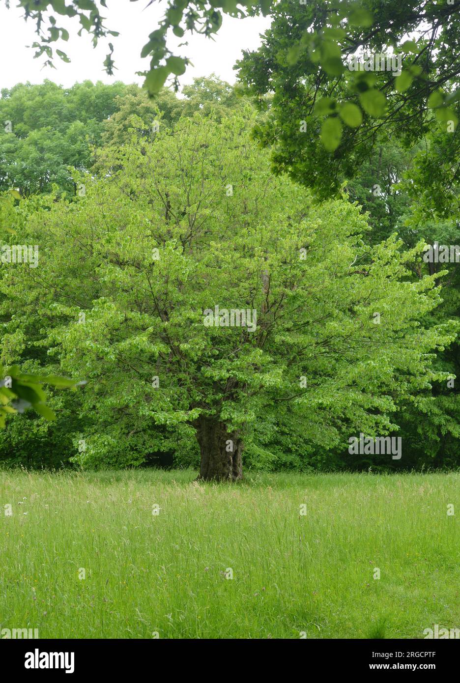 Big beautiful lime tree in summer season Stock Photo - Alamy