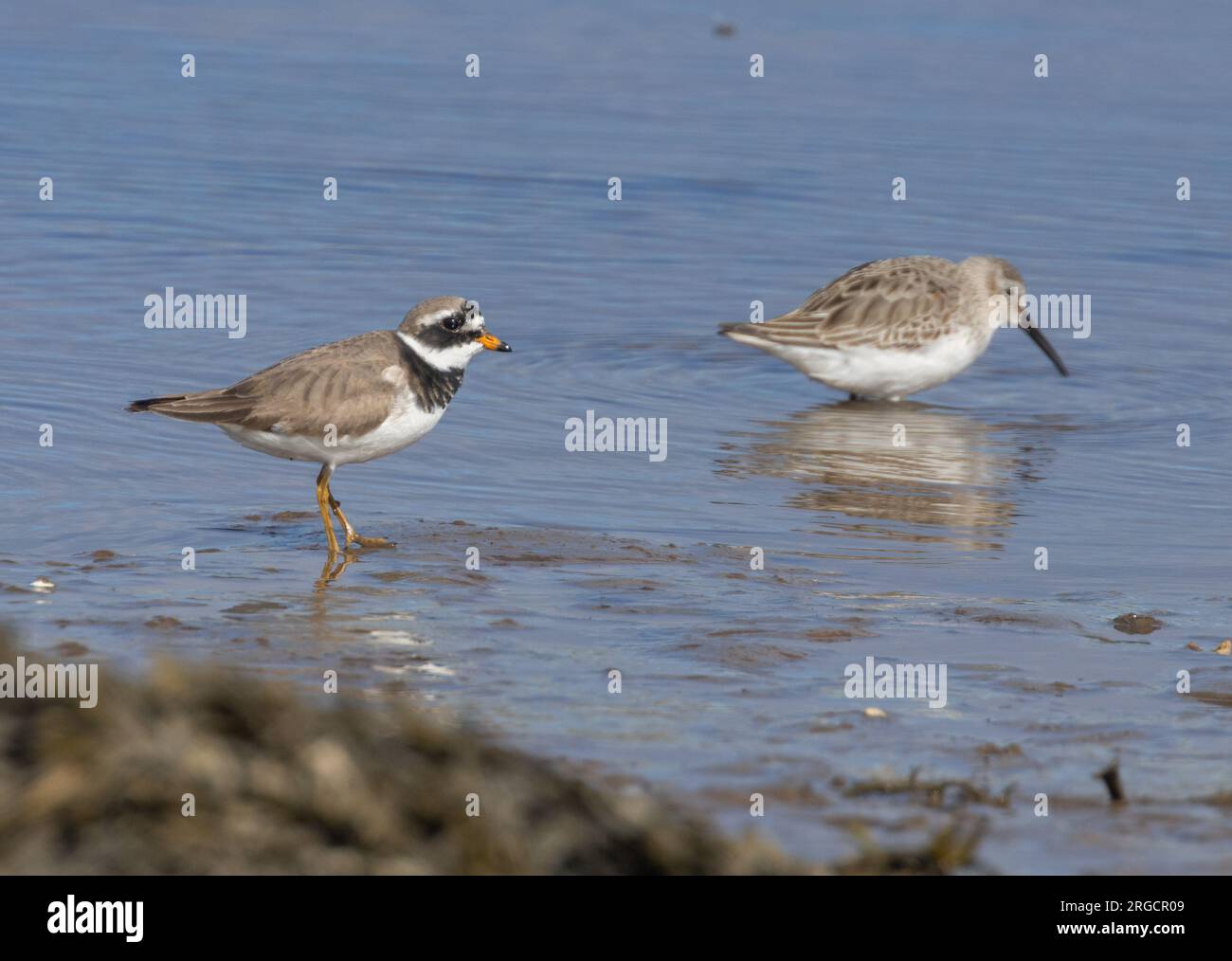 Ringed plover and dunlin shore birds feeding together at the edge of ...