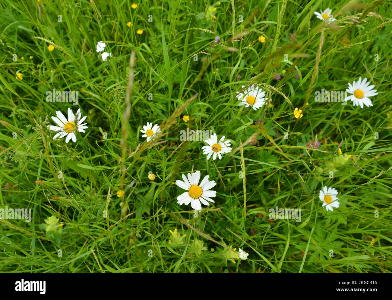 Wildflowers and daisies birds eye view Stock Photo - Alamy