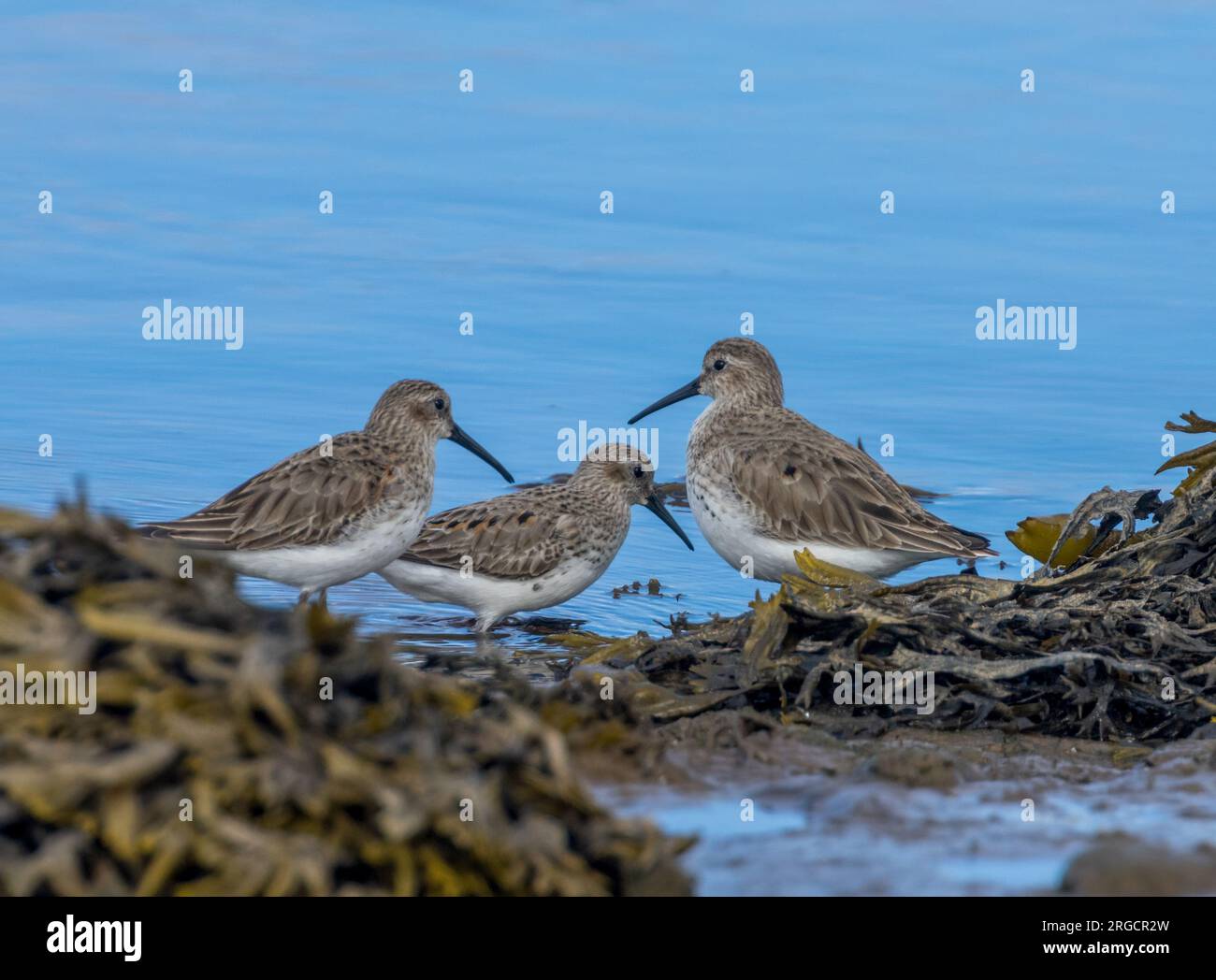 Group of three dunlin shore birds feeding at the edge of the shore ...