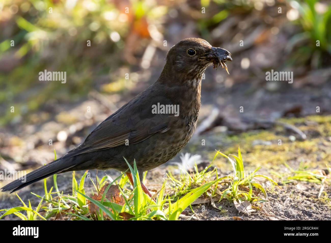 Female black bird gathering worms and grubs in her beak Stock Photo - Alamy