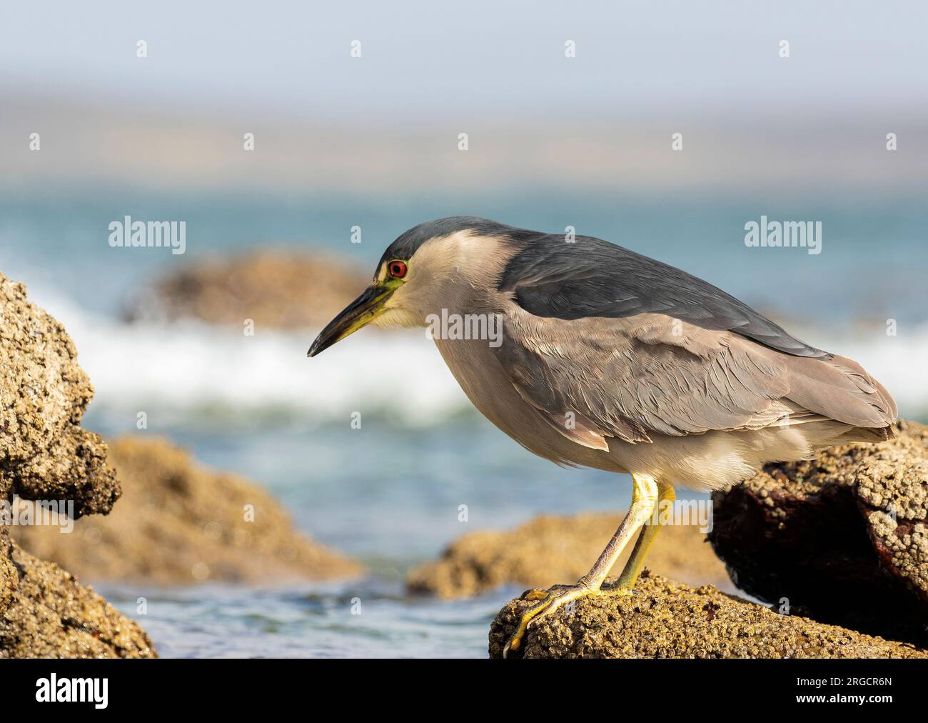 Black Crowned Night Heron Stock Photo - Alamy