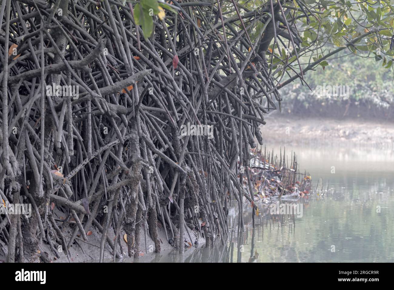 Mangrove Tree Roots. this photo was taken from Sundarbans National Park ...