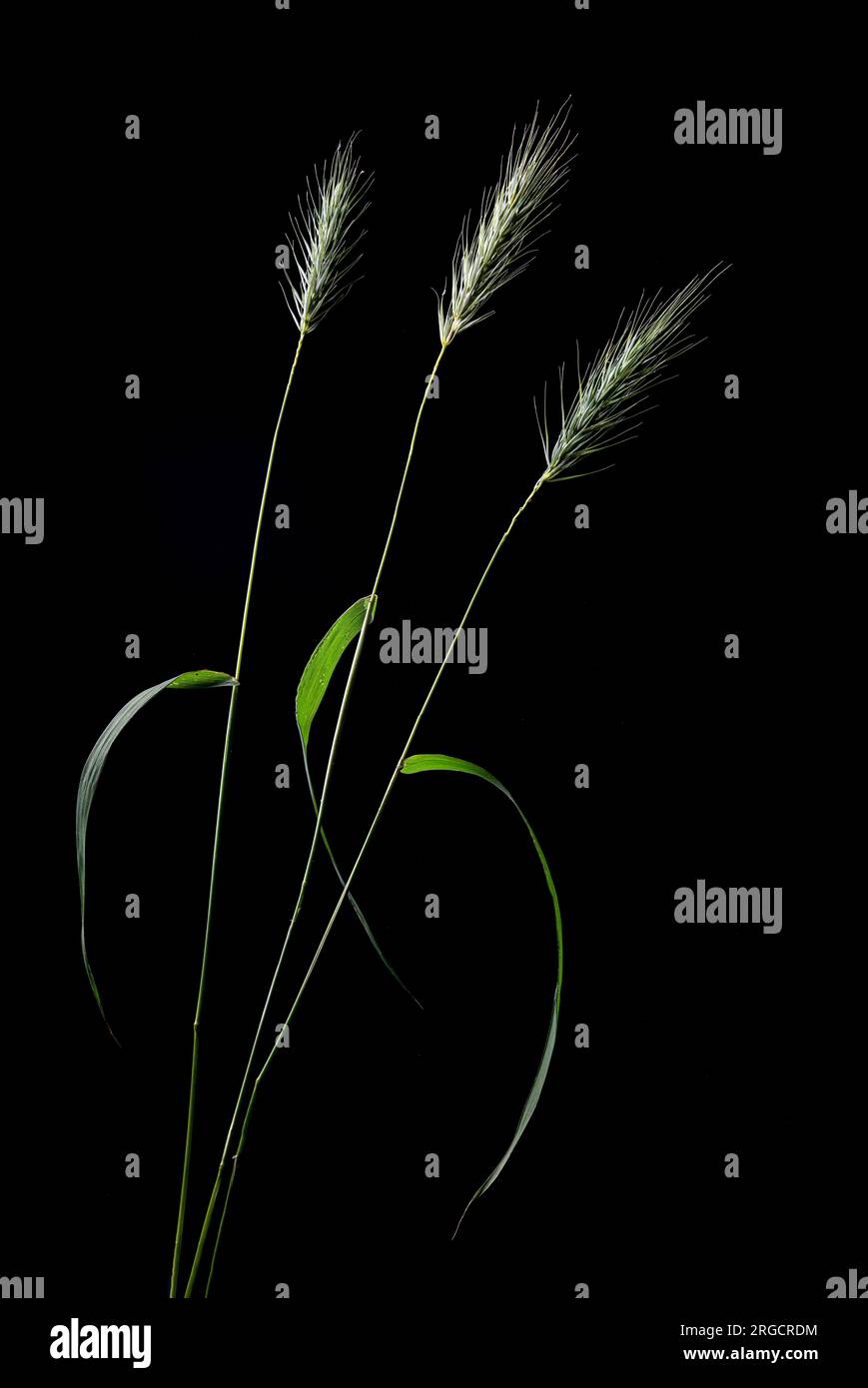 Canada wild rye (Elymus canadensis)--stems, leaves, and seed heads in ...