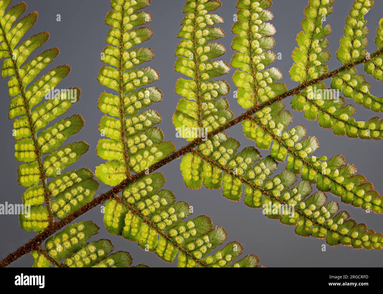 Macro view of underside of the frond of an autumn fern (Dryopteris ...
