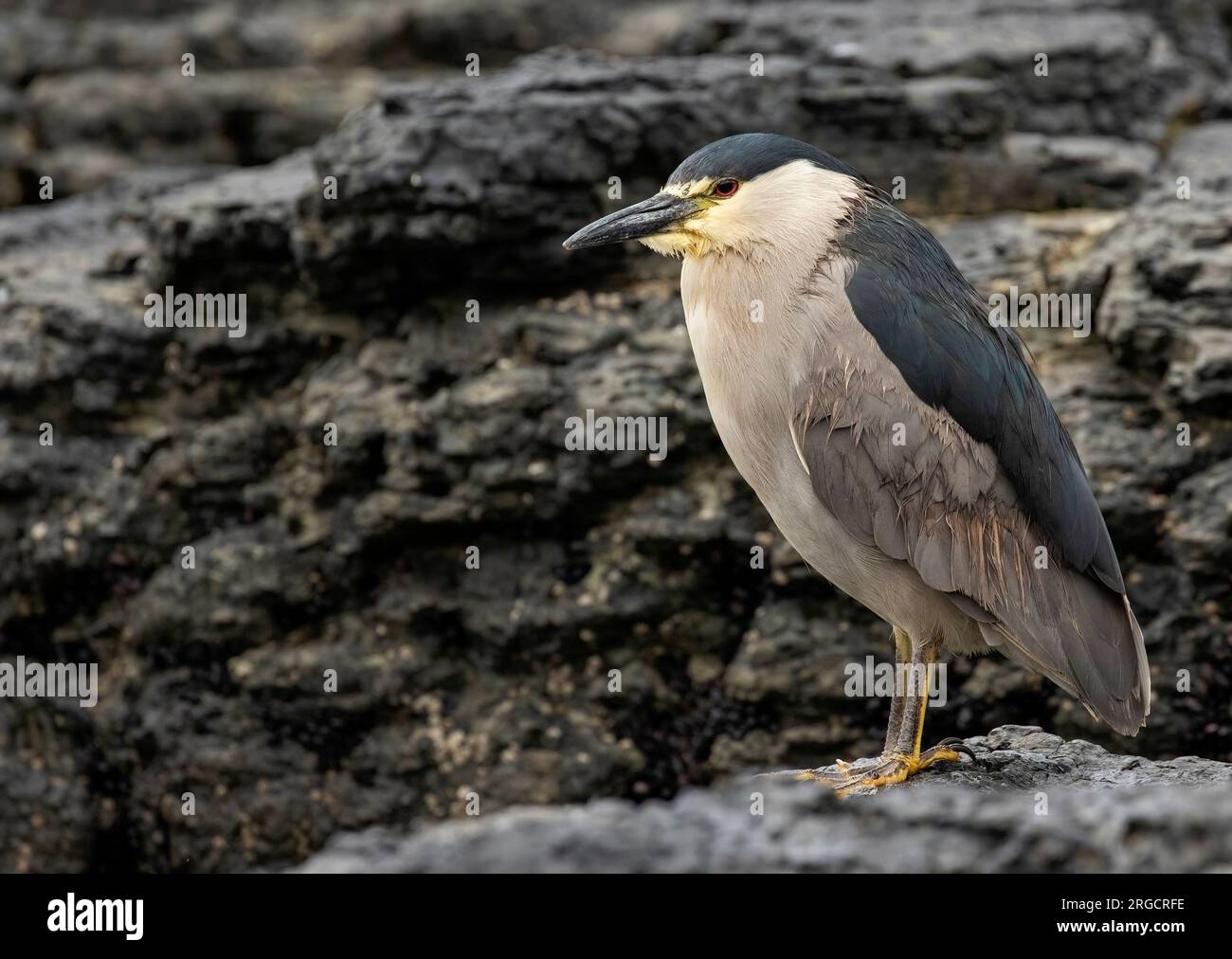 Black Crowned Night Heron Stock Photo - Alamy