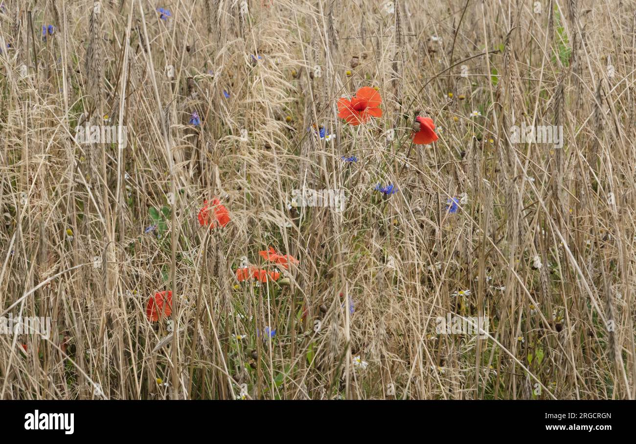 Common poppies and Cornflowers in Rye field Stock Photo - Alamy