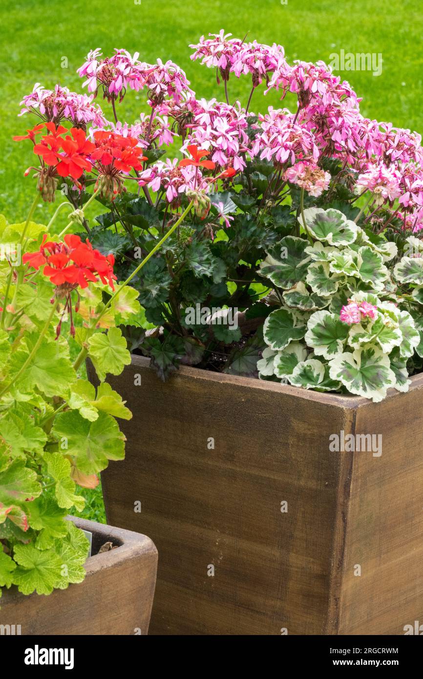 Pelargonium in pot flowering, Pelargoniums, Container Stock Photo - Alamy