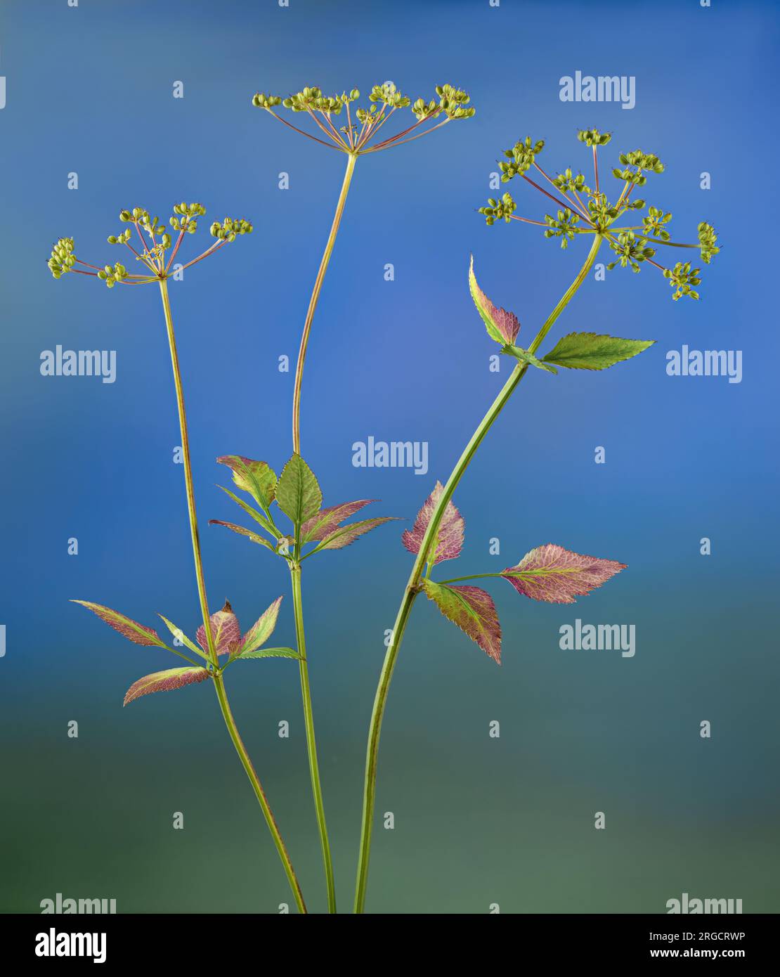 Stems of golden alexanders (Zizia aurea) after the flowers have ...
