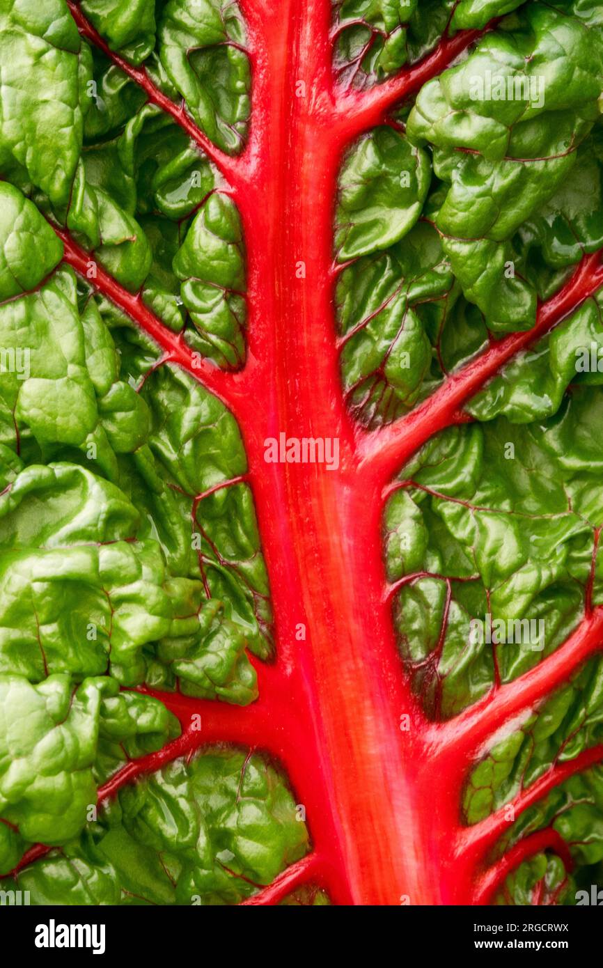 Veins Leaf Pattern Veins Abstract Red Green Veined Leaf Structure Stock ...