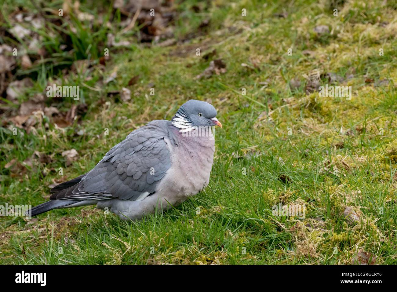 Fluffed up plumage hi-res stock photography and images - Alamy