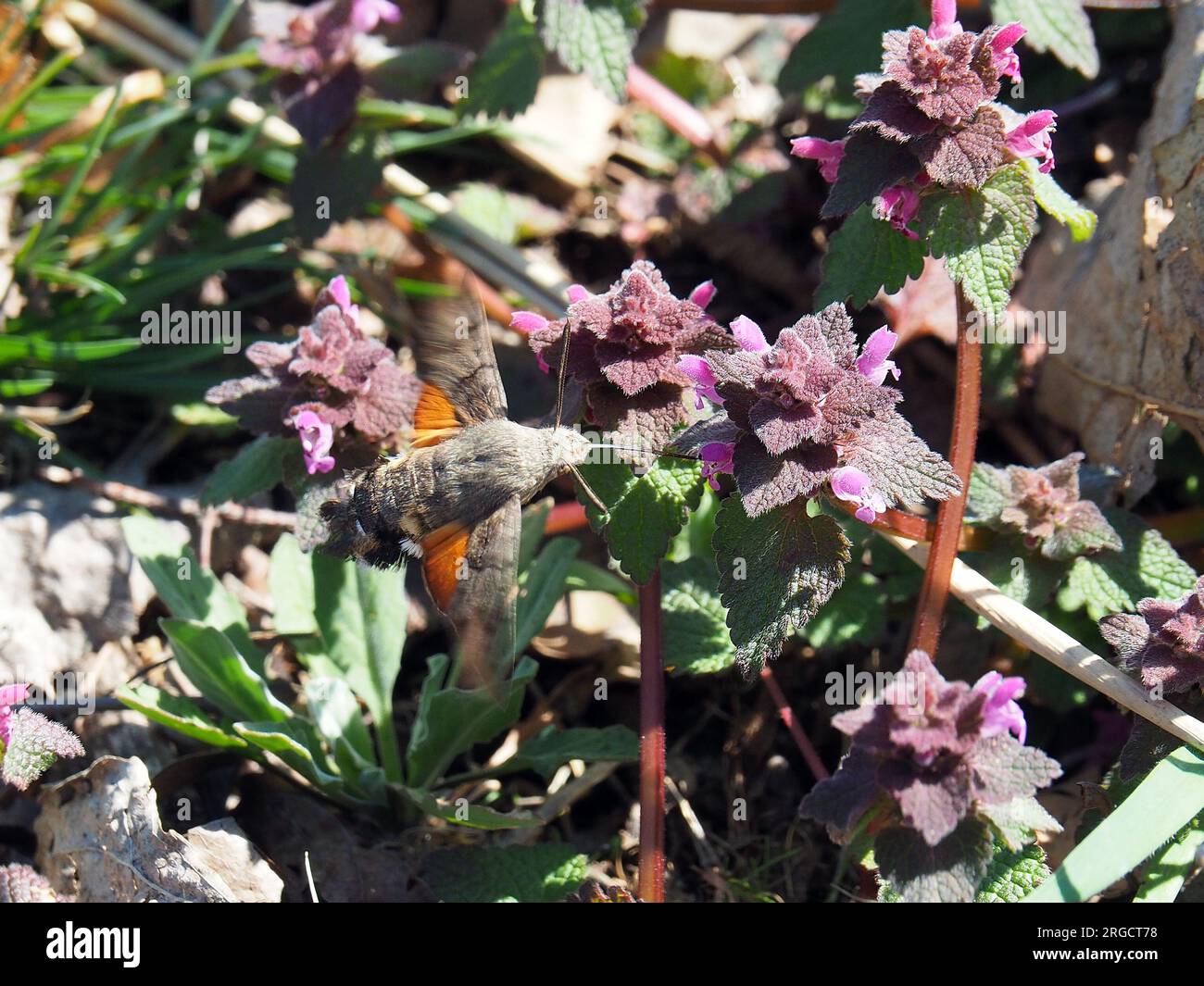 Hummingbird hawk-moth, Taubenschwänzchen, Moro-sphinx, Macroglossum ...
