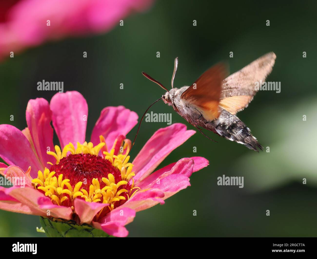 Hummingbird hawk-moth, Taubenschwänzchen, Moro-sphinx, Macroglossum ...