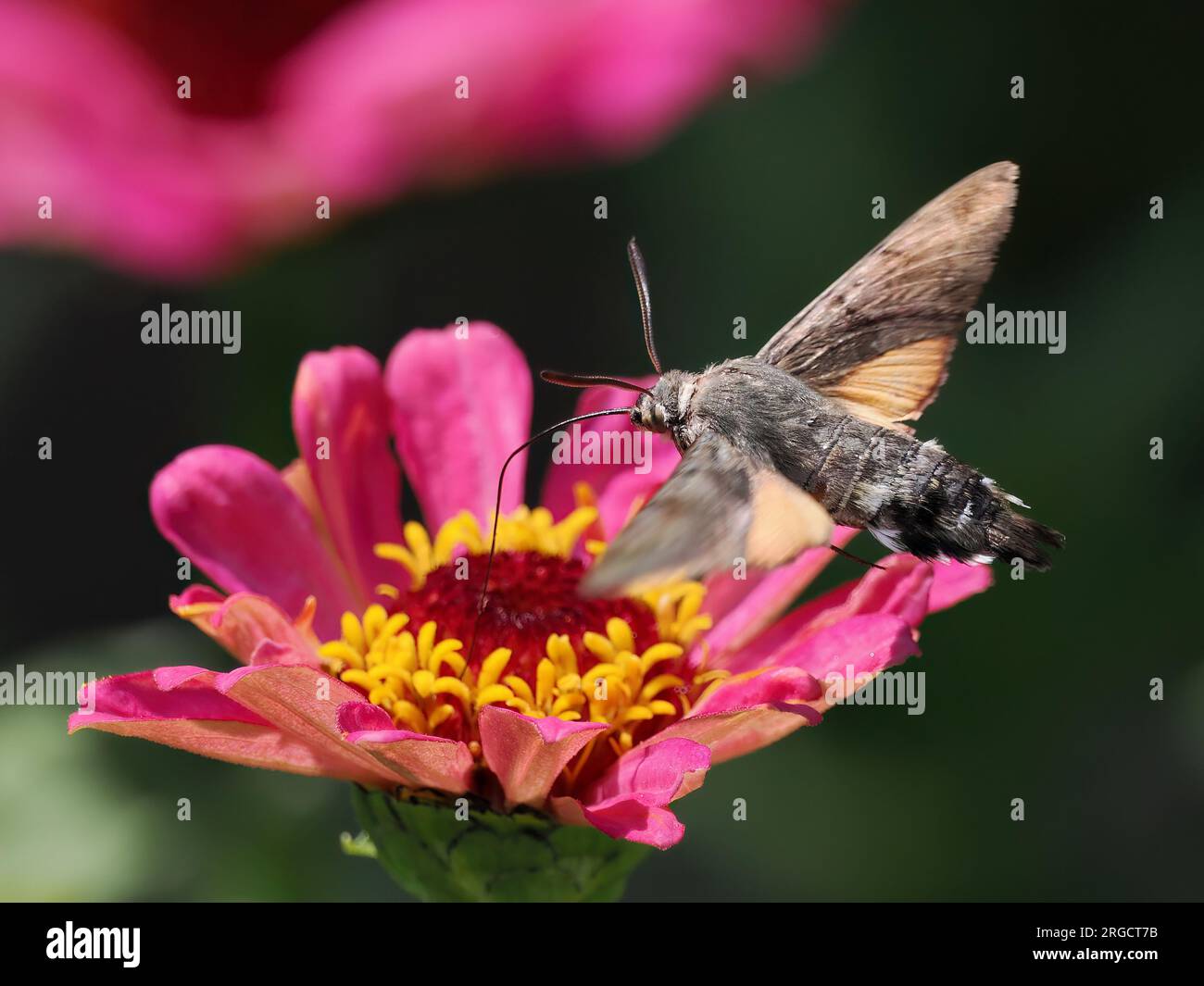 Hummingbird hawk-moth, Taubenschwänzchen, Moro-sphinx, Macroglossum ...
