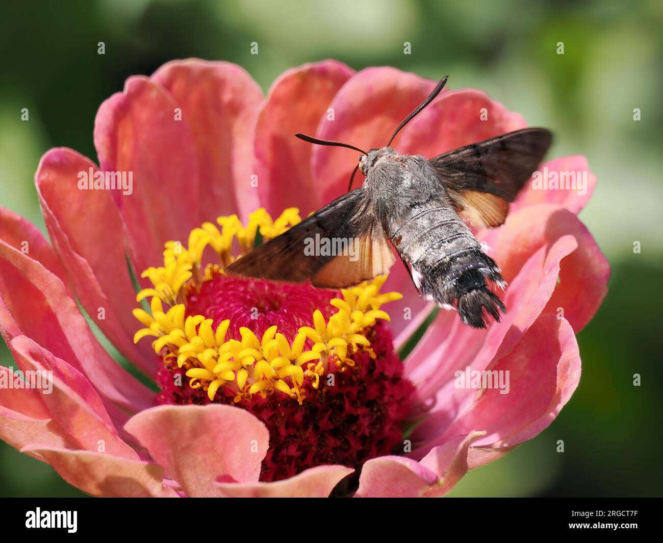 Hummingbird hawk-moth, Taubenschwänzchen, Moro-sphinx, Macroglossum ...
