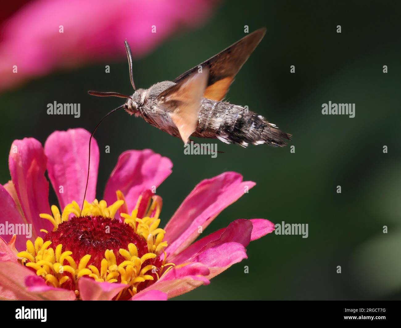 Hummingbird hawk-moth, Taubenschwänzchen, Moro-sphinx, Macroglossum ...
