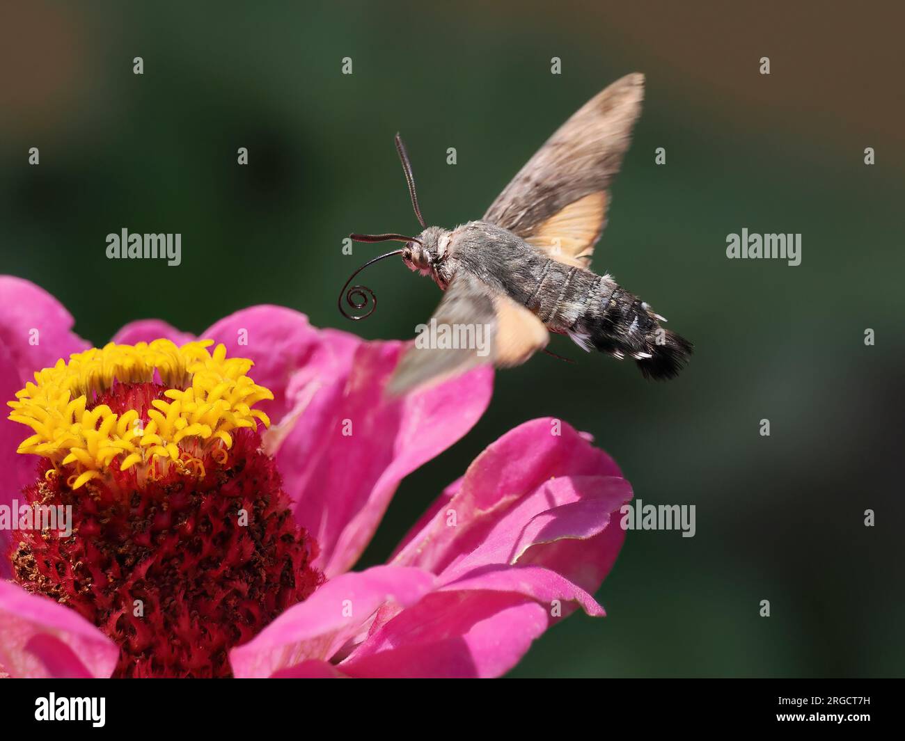 Hummingbird hawk-moth, Taubenschwänzchen, Moro-sphinx, Macroglossum ...