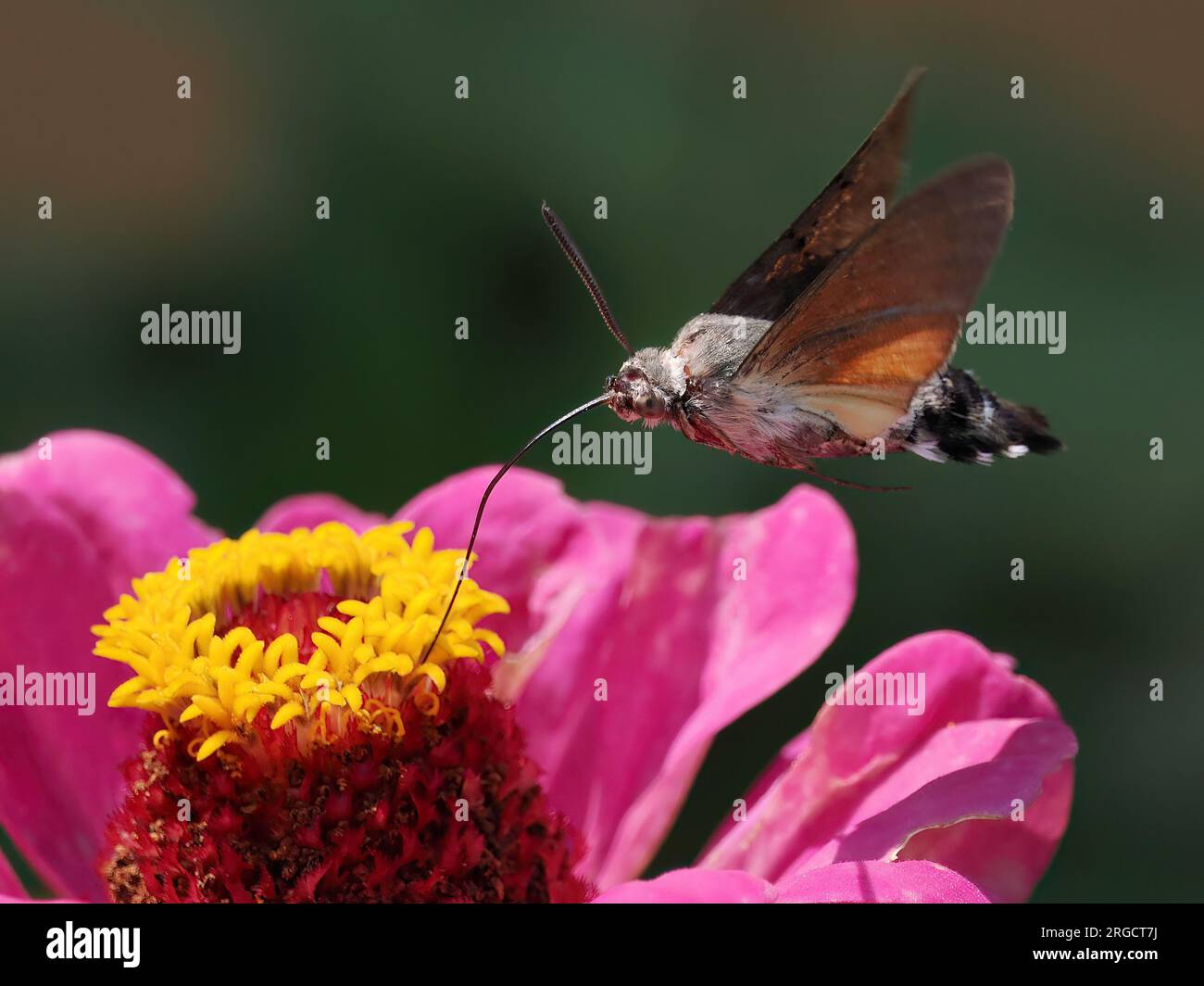 Hummingbird hawk-moth, Taubenschwänzchen, Moro-sphinx, Macroglossum ...