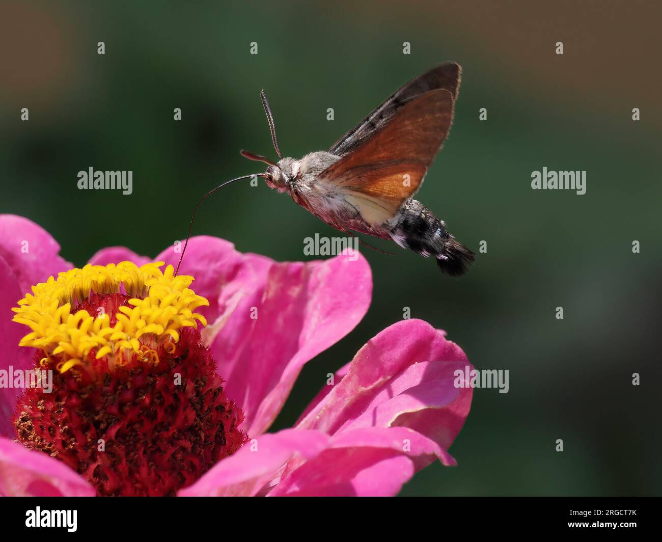 Hummingbird hawk-moth, Taubenschwänzchen, Moro-sphinx, Macroglossum ...
