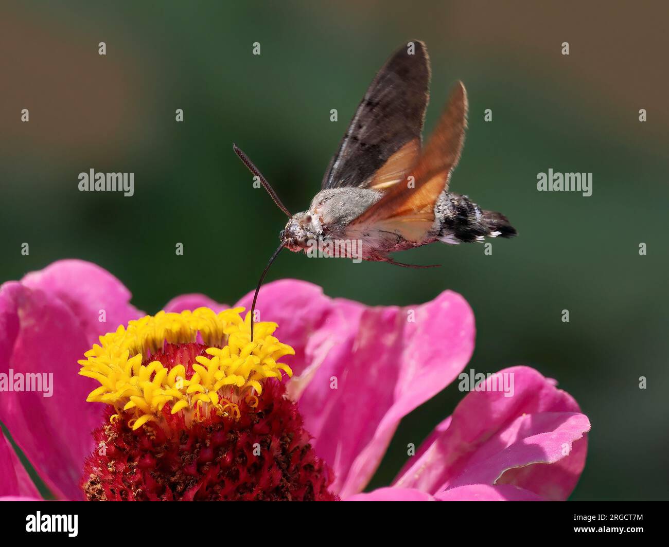Hummingbird hawk-moth, Taubenschwänzchen, Moro-sphinx, Macroglossum ...
