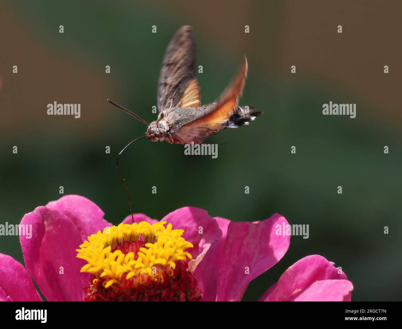 Hummingbird hawk-moth, Taubenschwänzchen, Moro-sphinx, Macroglossum ...