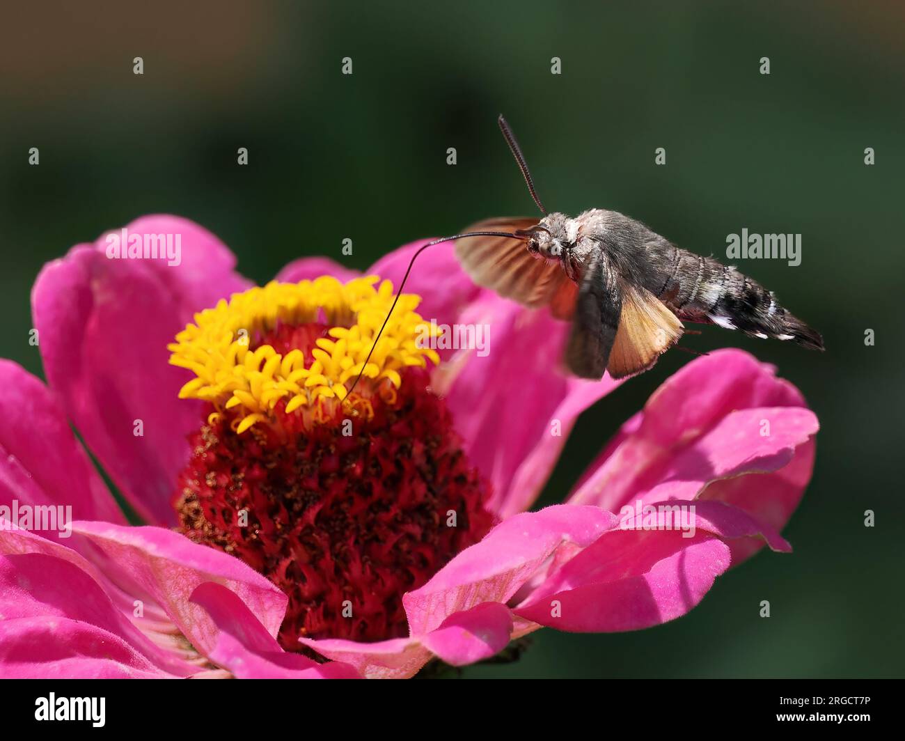 Hummingbird hawk-moth, Taubenschwänzchen, Moro-sphinx, Macroglossum ...