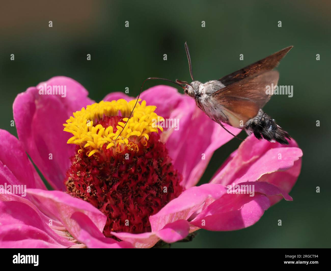 Hummingbird hawk-moth, Taubenschwänzchen, Moro-sphinx, Macroglossum ...