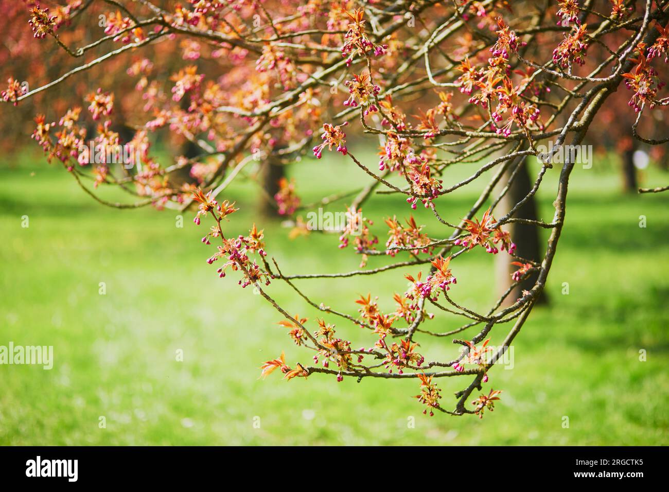 Branch of a cherry tree with pink flowers starting to bloom. Cherry ...