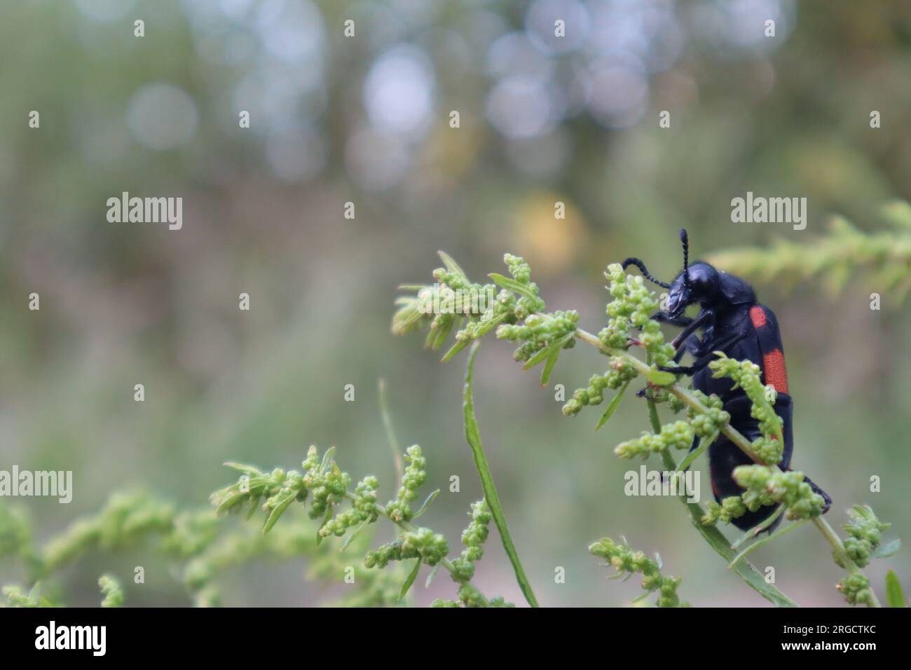 Black blister beetle macro hi-res stock photography and images - Alamy
