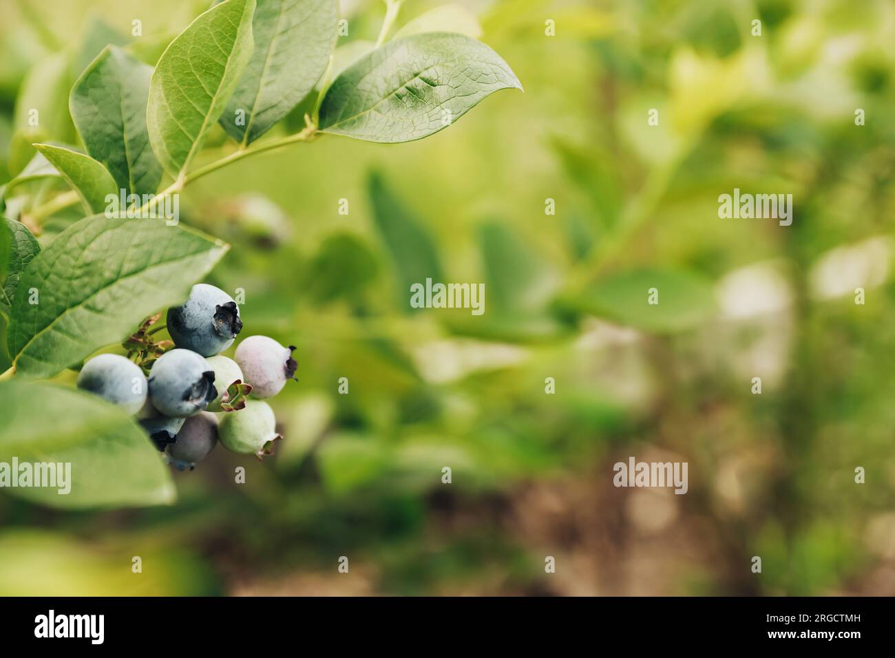 Close up of fresh ripe blueberry branch or shrub from bush at homemade ...