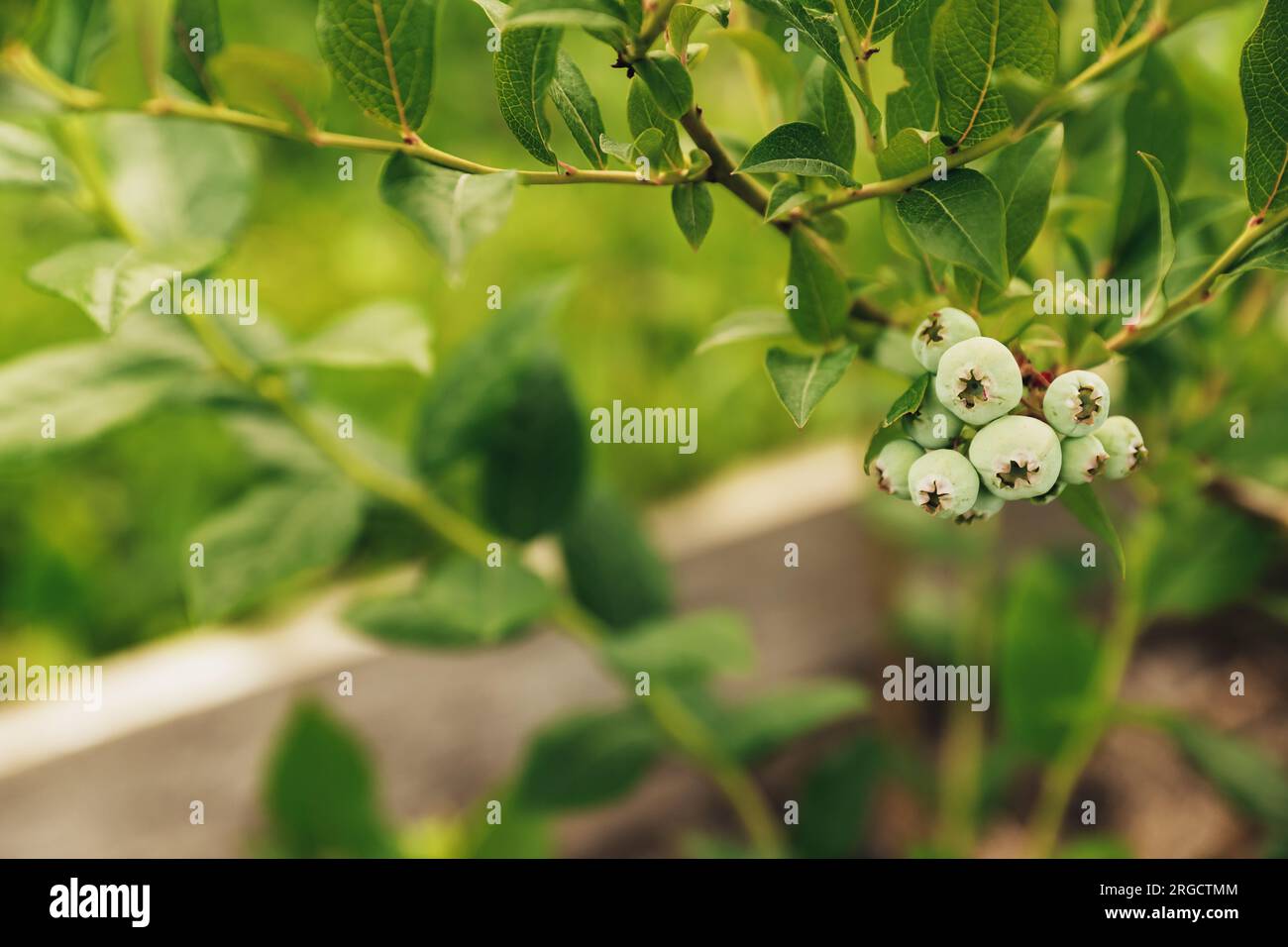 Closeup of green blueberry berries branch, shrub from bush at homemade ...