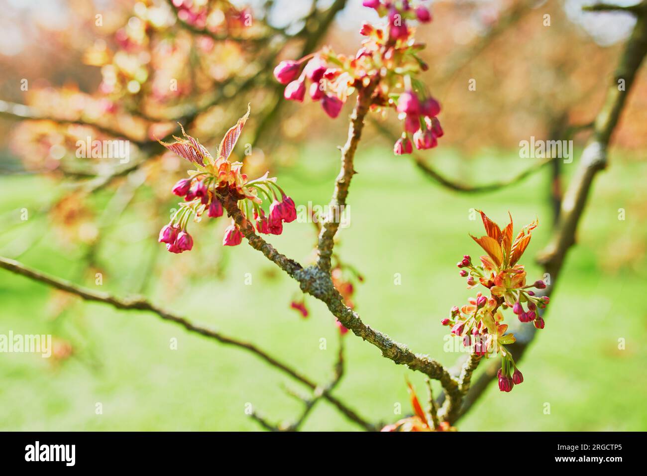 Beautiful pink cherry blossom tree starting to bloom on a spring day ...