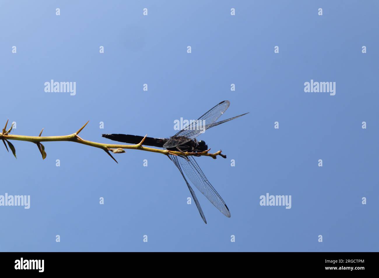 Dragonfly different species Stock Photo - Alamy