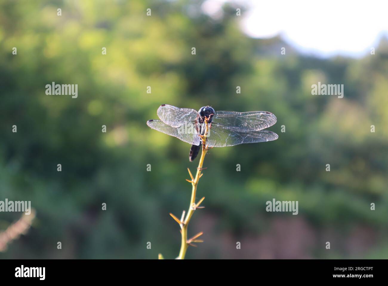 Dragonfly different species Stock Photo - Alamy