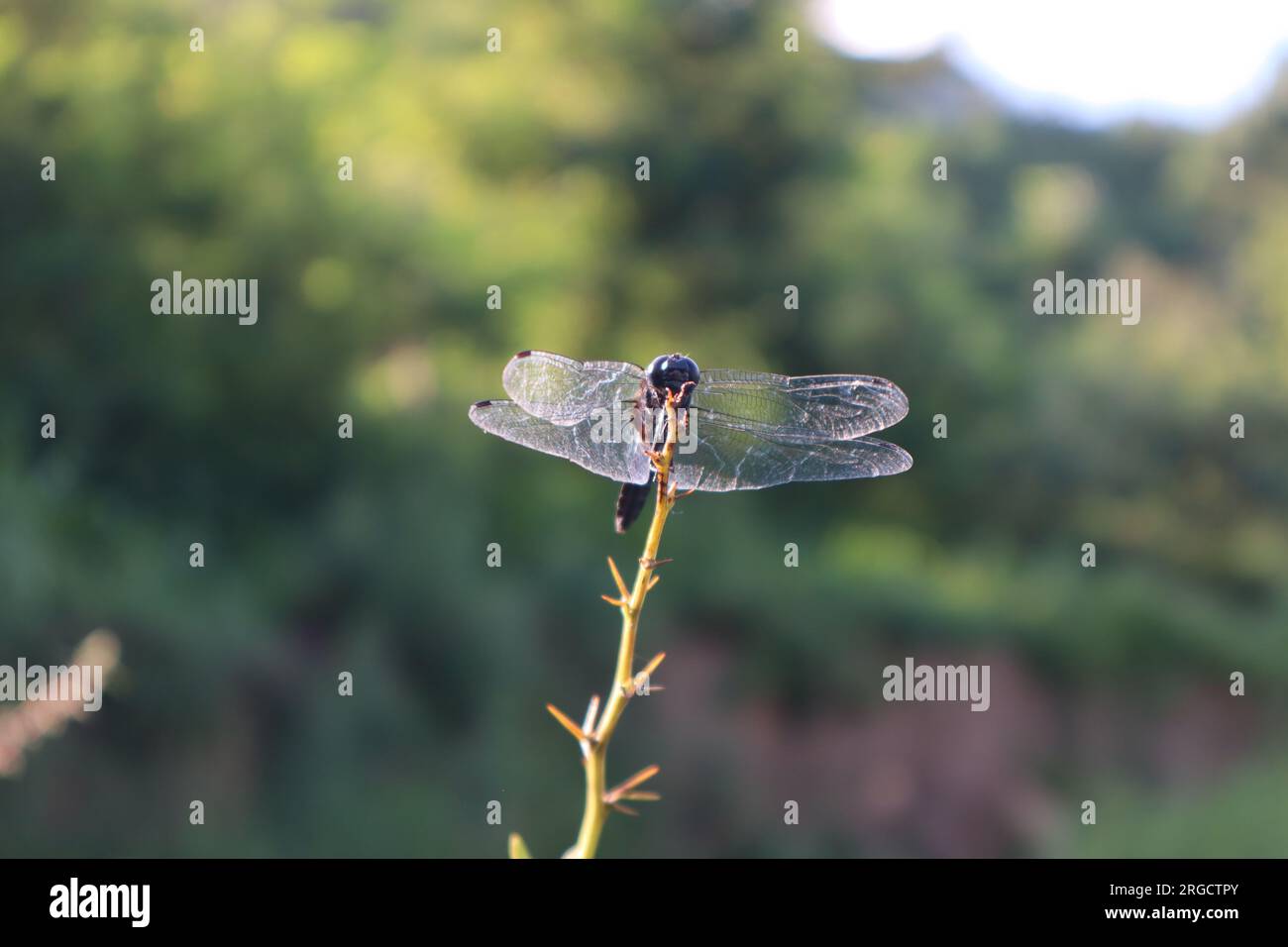 Dragonfly different species Stock Photo - Alamy