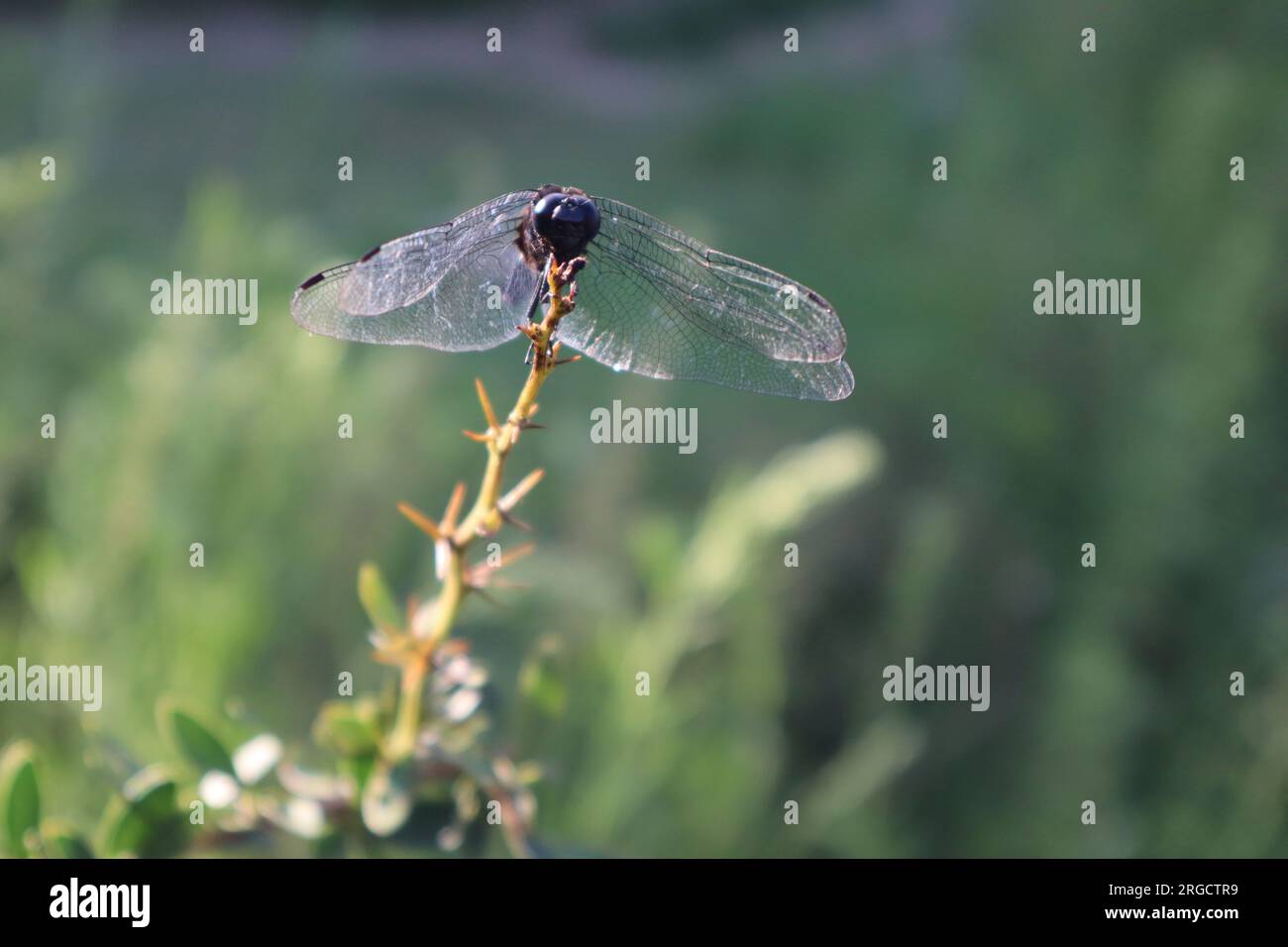 Dragonfly different species Stock Photo - Alamy
