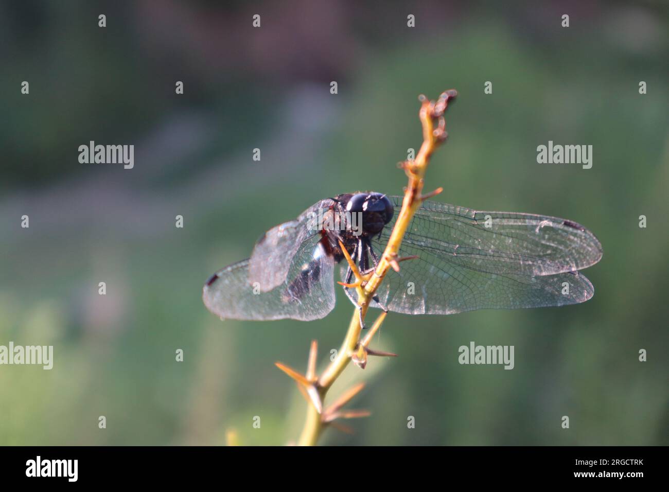 Dragonfly different species Stock Photo - Alamy