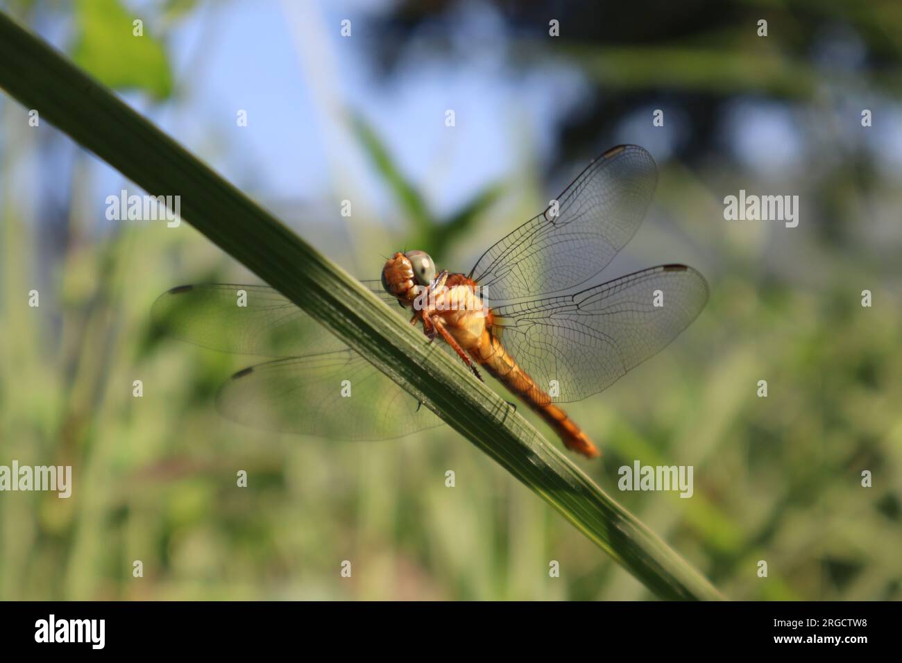 Dragonfly different species Stock Photo - Alamy