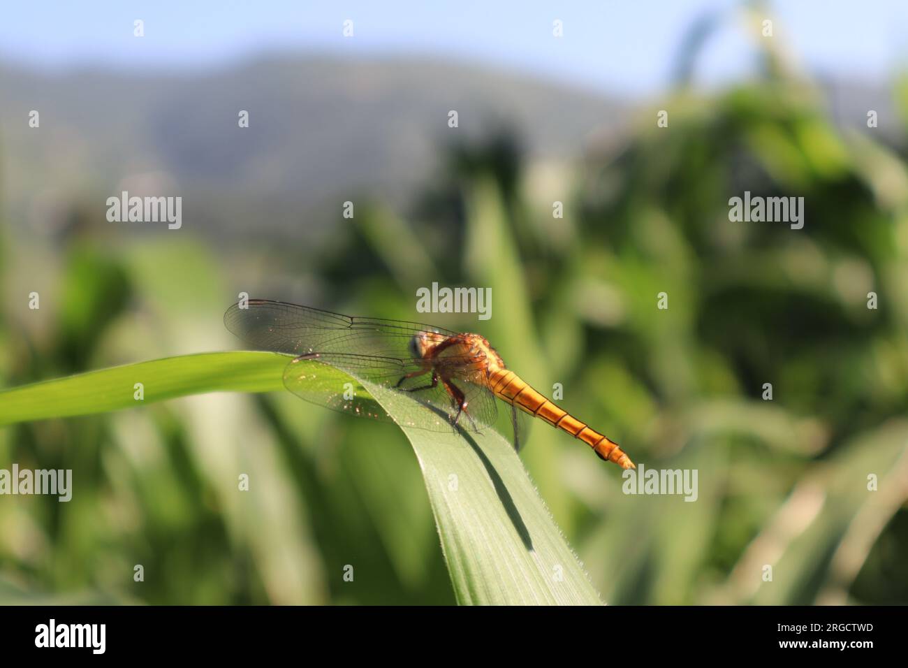 Dragonfly different species Stock Photo - Alamy