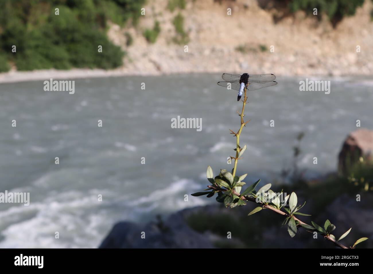 Dragonfly different species Stock Photo - Alamy