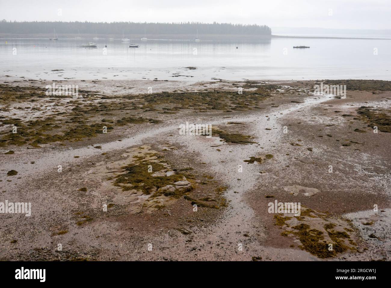 Rock tidal low tide out tree trees hi-res stock photography and images ...