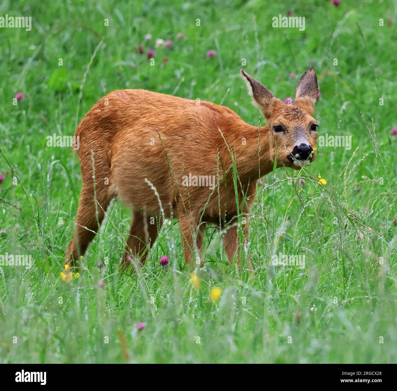 A Roe Deer doe (Capreolus capreolus) in the Cotswold Hills ...