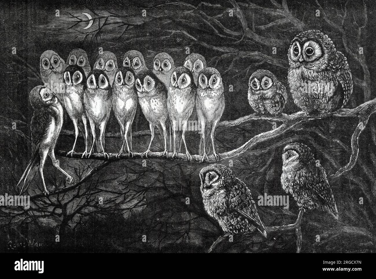 Judge and Jury comical owls drawn by Louis Wain Stock Photo - Alamy