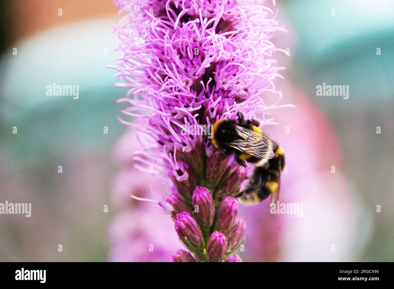 Pollination party hi-res stock photography and images - Alamy