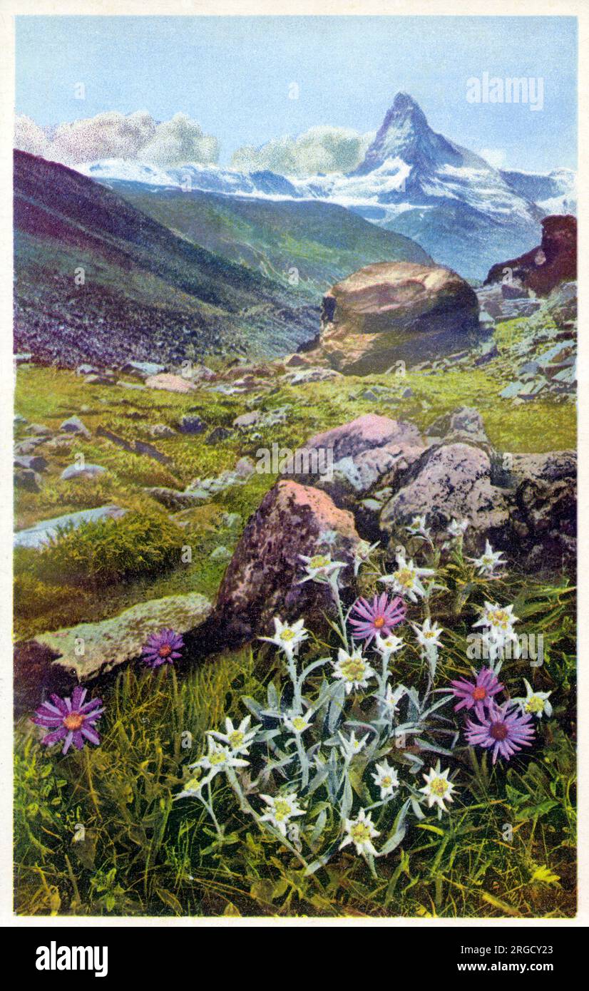 Edelweiss (Leontopodium alpinum) and Alpine Aster (Aster alpinus) on ...