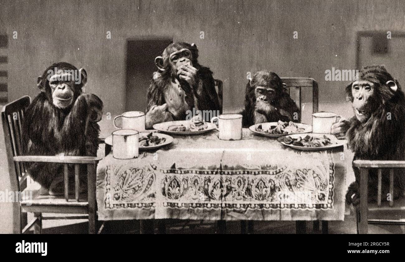 Chimpanzees' Tea Party Stock Photo - Alamy