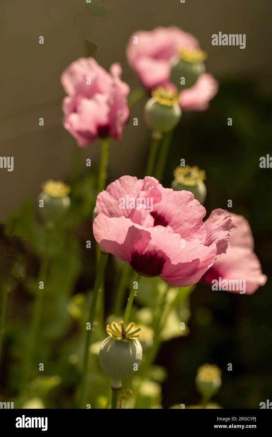 Natural close up flowering plant portrait of opium poppies (Papaver ...